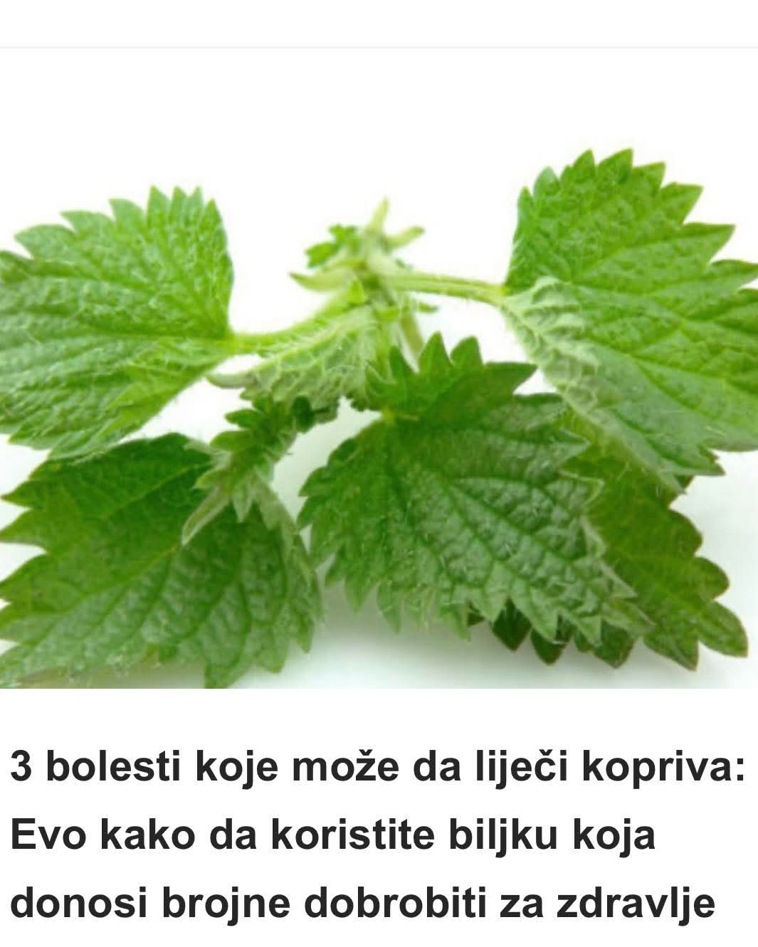 Tri bolesti koje liječi kopriva: Evo kako da koristite ovu biljku ...